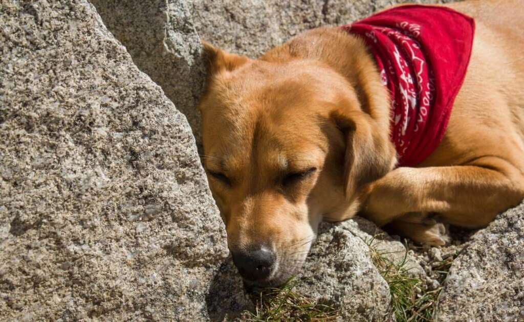 Miesta v Tatrách, kde sa na výlet so psom dostanete